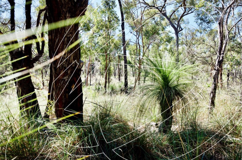 Announcing the recipient of Catapult + Tarnanthi 2025 | Guildhouse